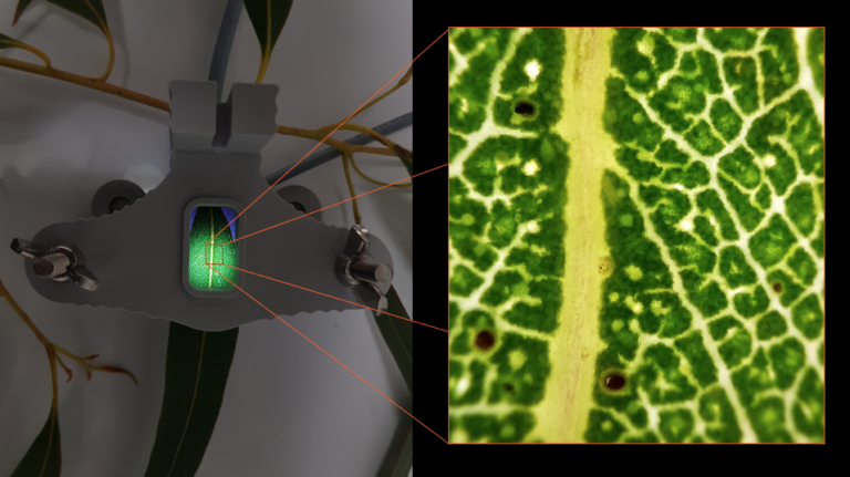 Xylem Cavitation Imaging – Cavicams